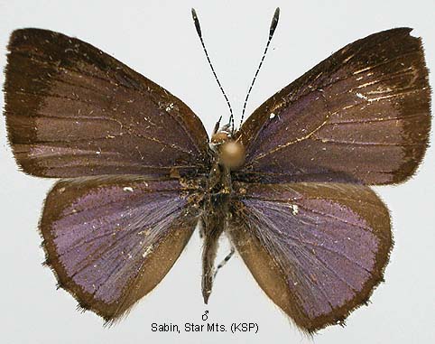 Papua Insects Foundation (Lepidoptera/Lycaenidae/Lycaeninae(Philiris ...